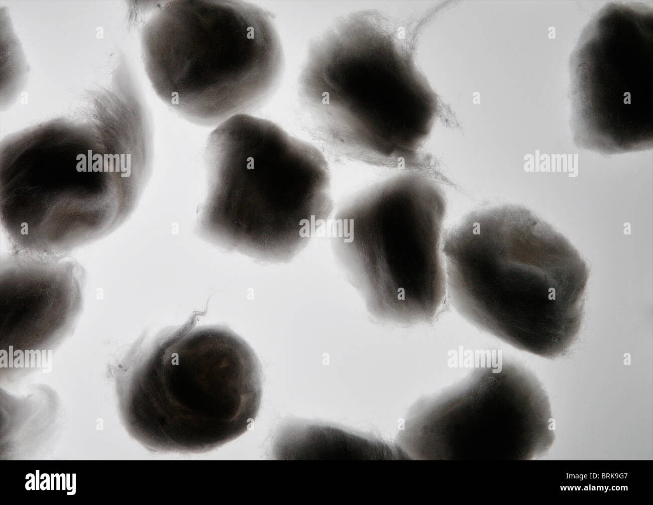 cotton wool balls on white background Stock Photo - Alamy