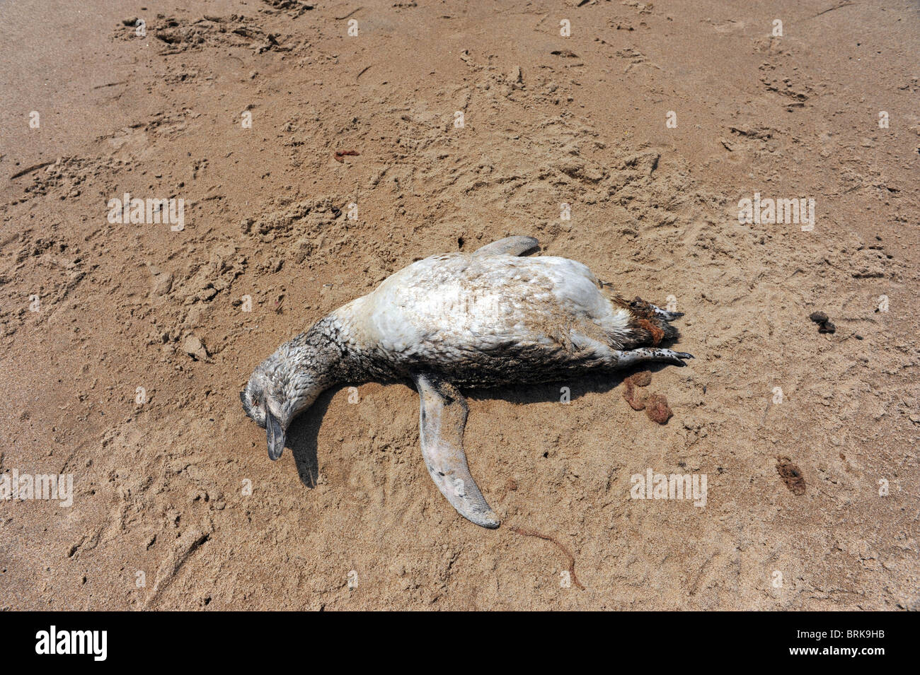 Dead penguin hi-res stock photography and images - Alamy