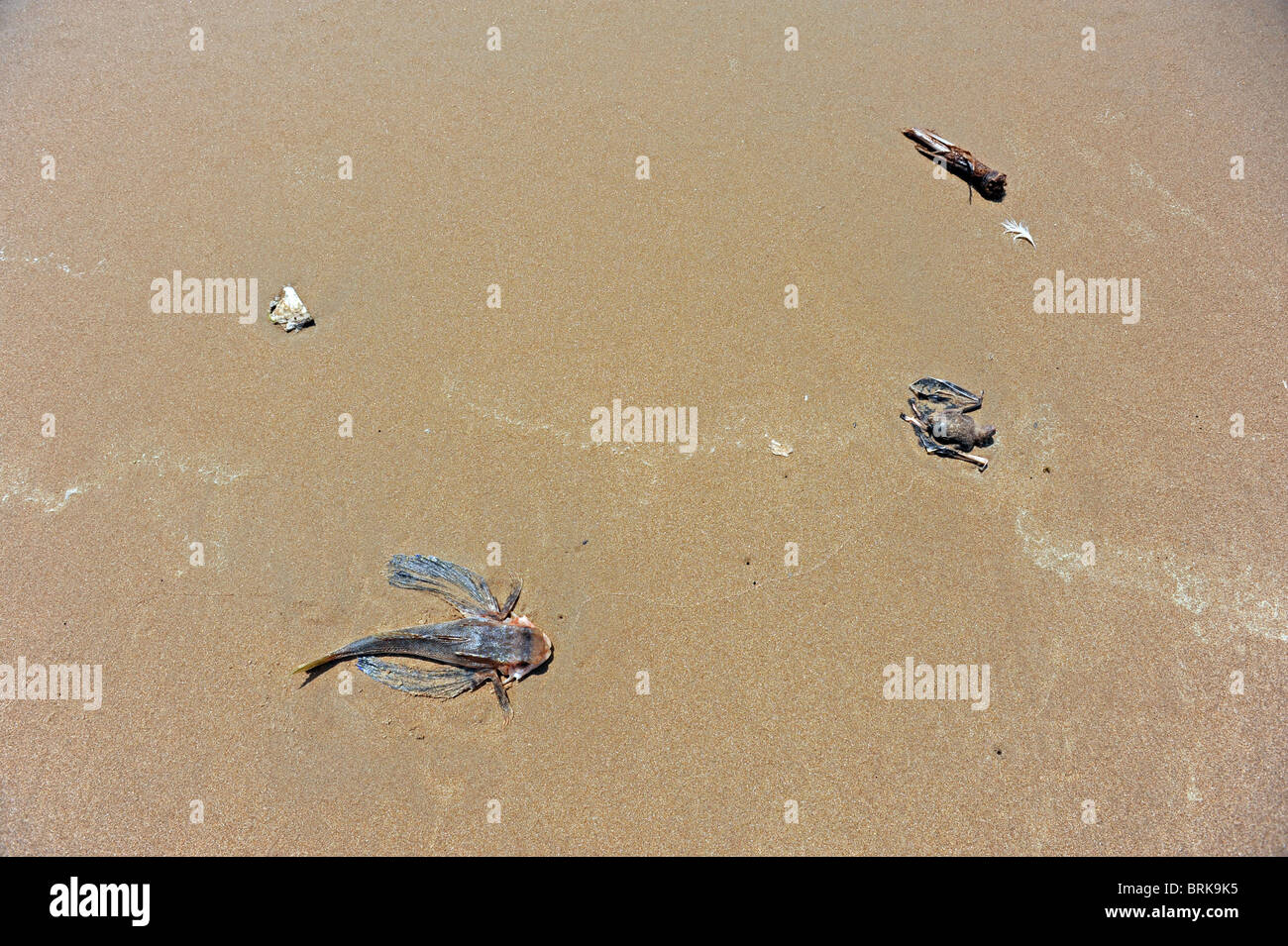 Dead fish and a bat washed up on Rasa beach in Buzios in the aftermath ...