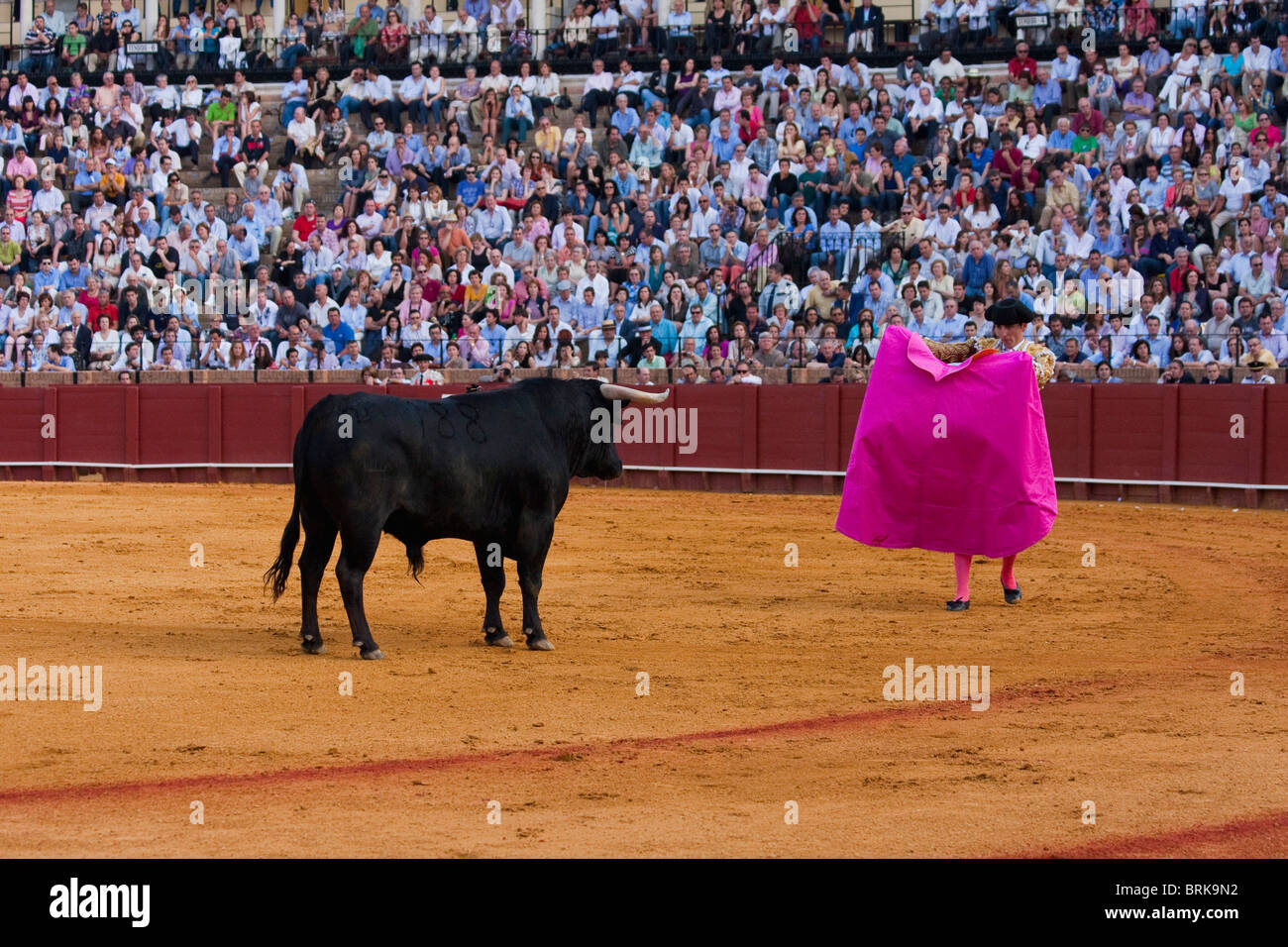 matador and bull in bull fighting scene in sevilla, spain Stock Photo ...