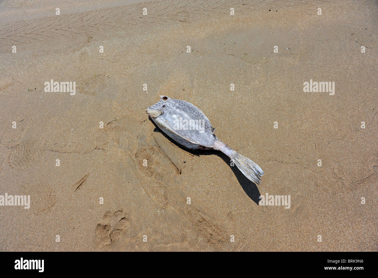 Dead fish washed up on the Rasa beach in Buzios in the aftermath of ...