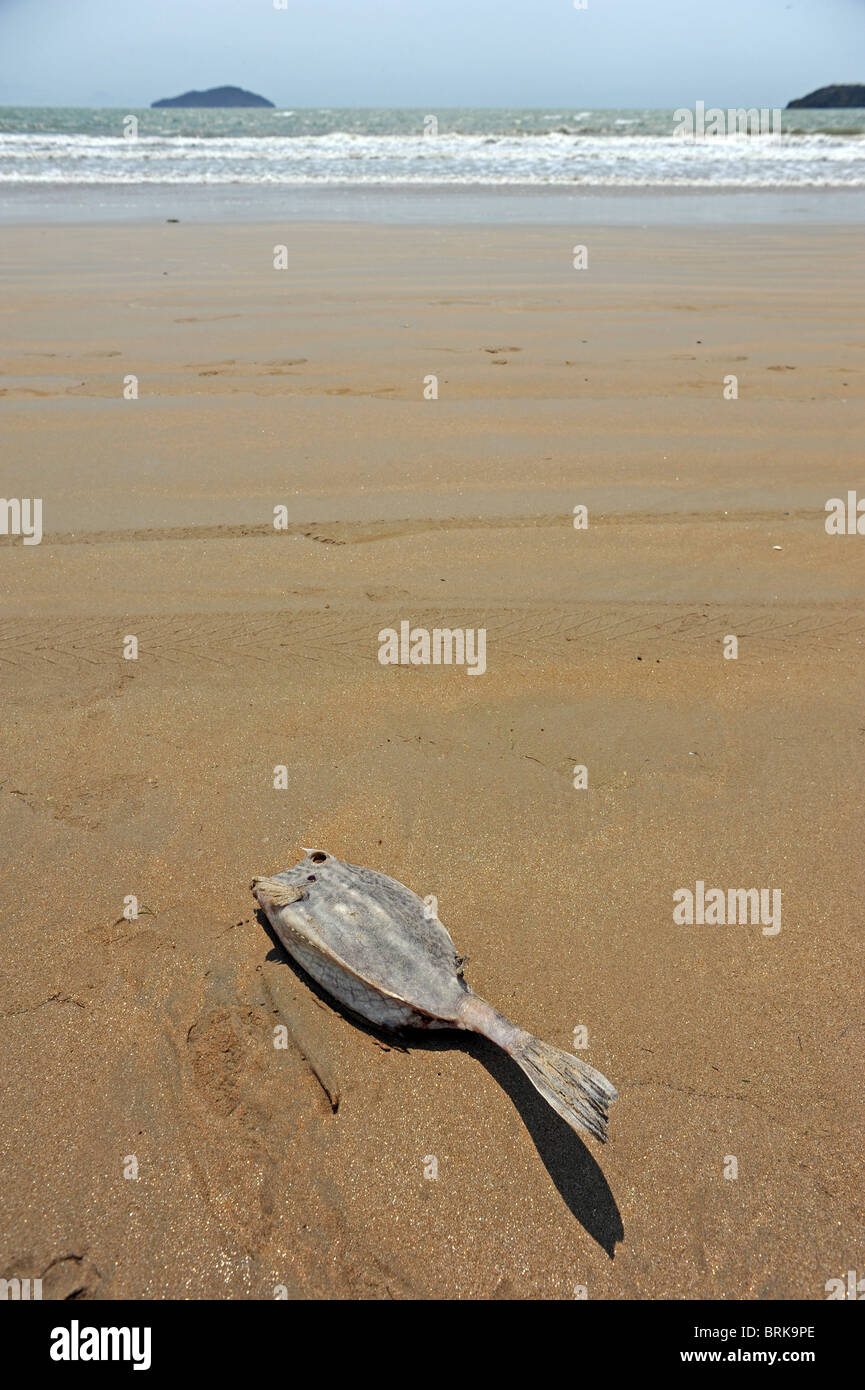 A dead fish washed up on the Rasa beach in Buzios in the aftermath of ...