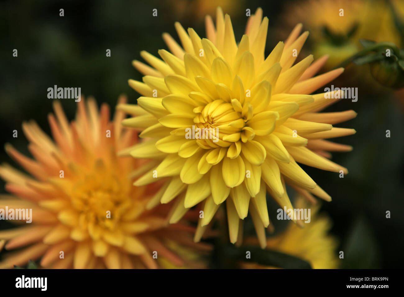 Dahlia ruskin hi-res stock photography and images - Alamy