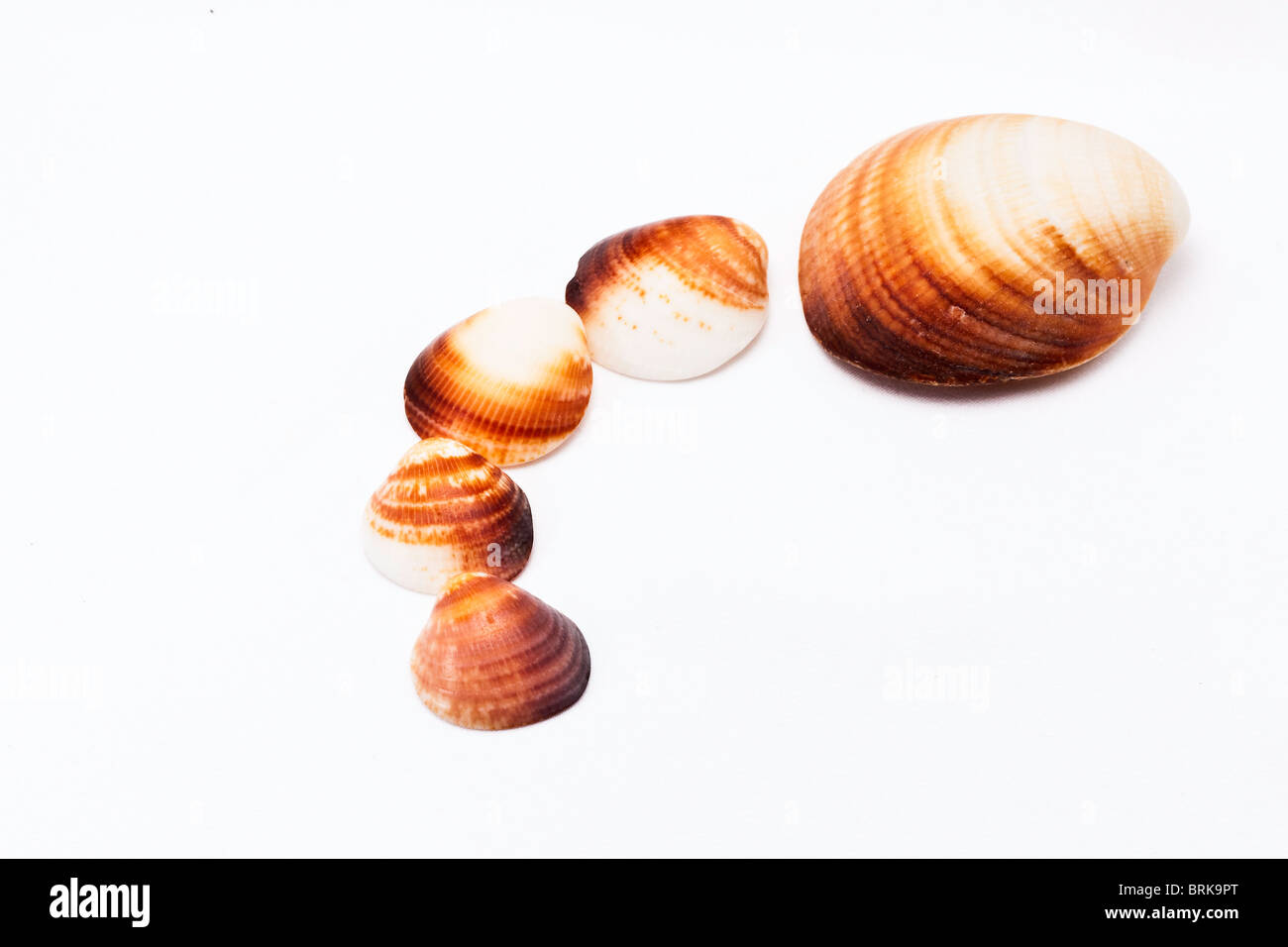 trail of seashells Stock Photo - Alamy