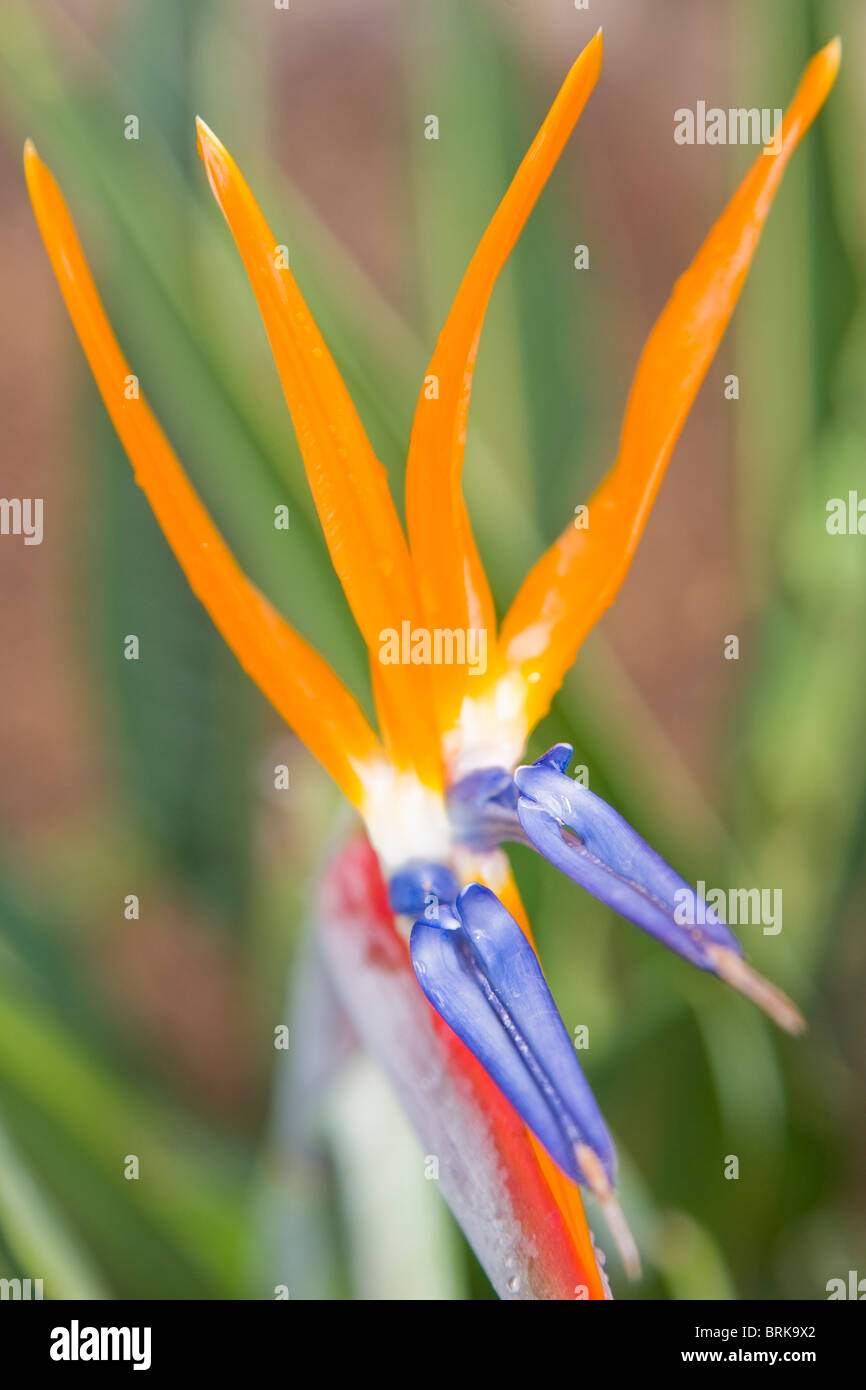Strelitzia reginae flowers Stock Photo - Alamy