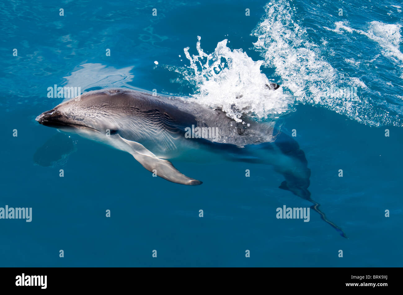 Dusky Dolphin Lagenorhynchus obscurus jumping in the Pacific Ocean near ...