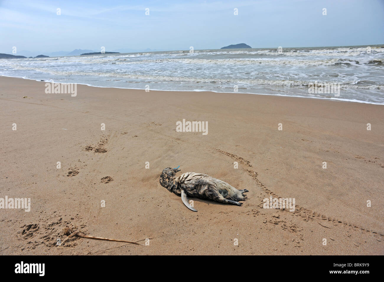 Beach hurricane hi-res stock photography and images - Alamy
