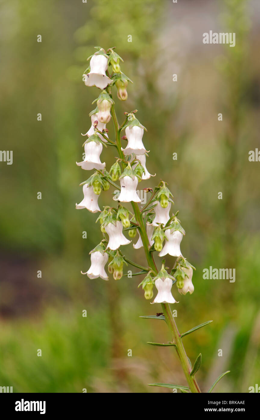 Close-up of Azorina vidalii (Azorina Feer), a rare endemic bell-shaped ...
