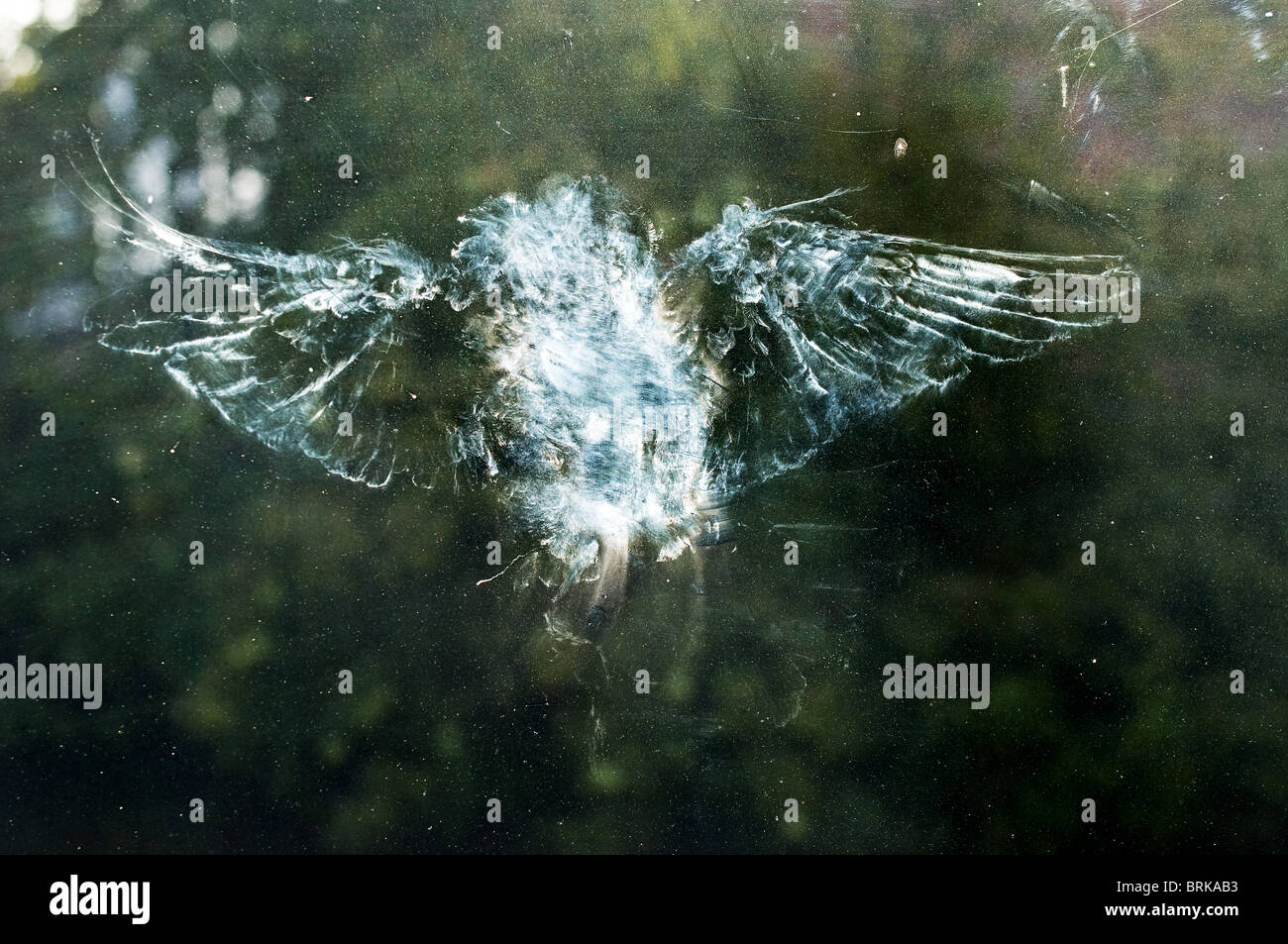 The mark of a bird having flown into a window Stock Photo - Alamy