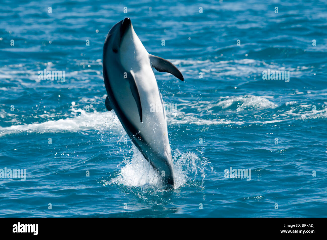 Dusky Dolphin Lagenorhynchus obscurus jumping in the Pacific Ocean near ...