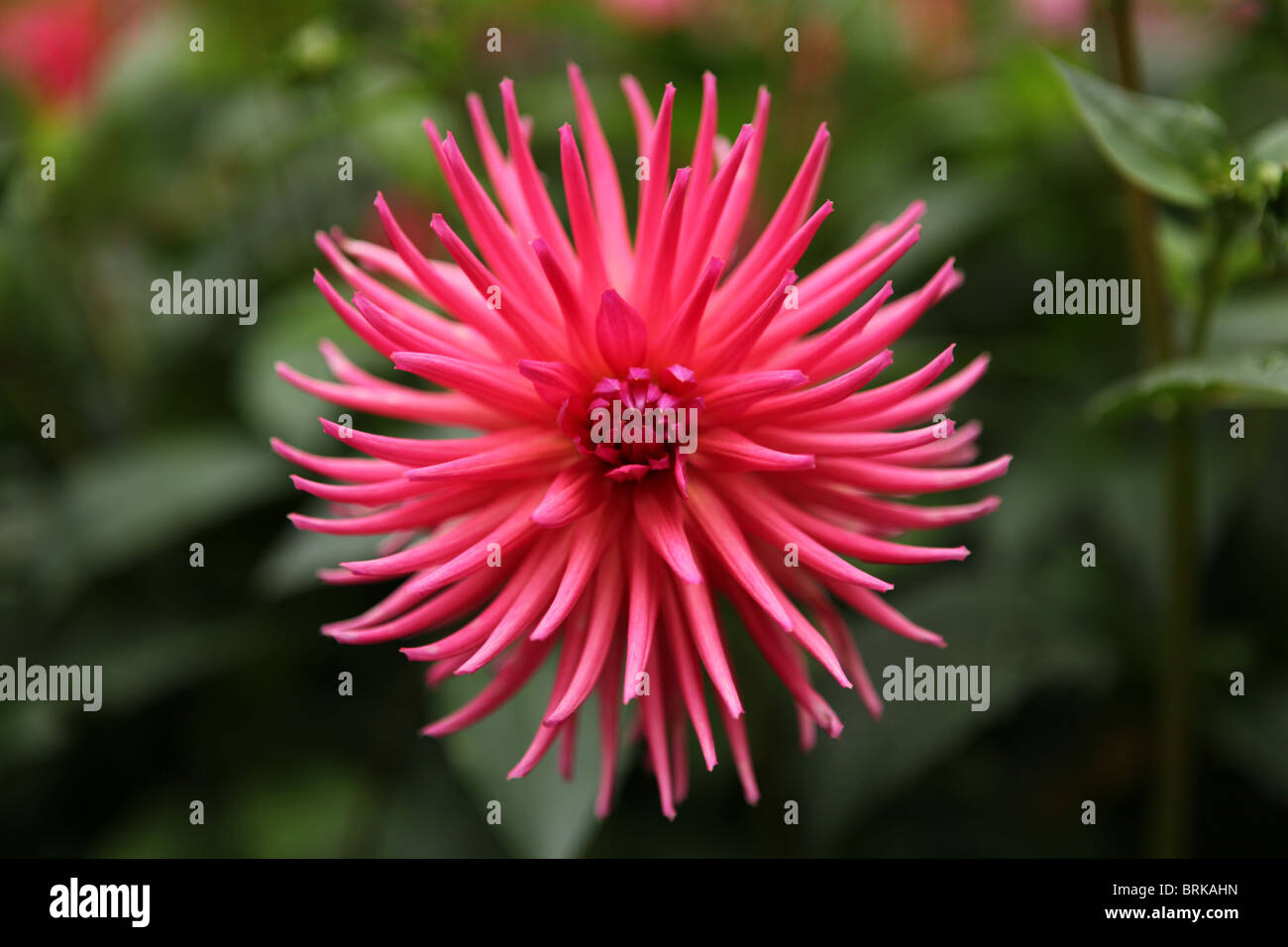 Pink pontiac hi-res stock photography and images - Alamy