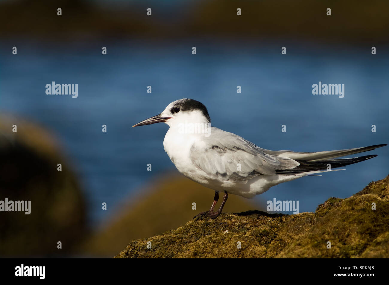 Common Tern portrait in the rocks during sea low tide Stock Photo - Alamy