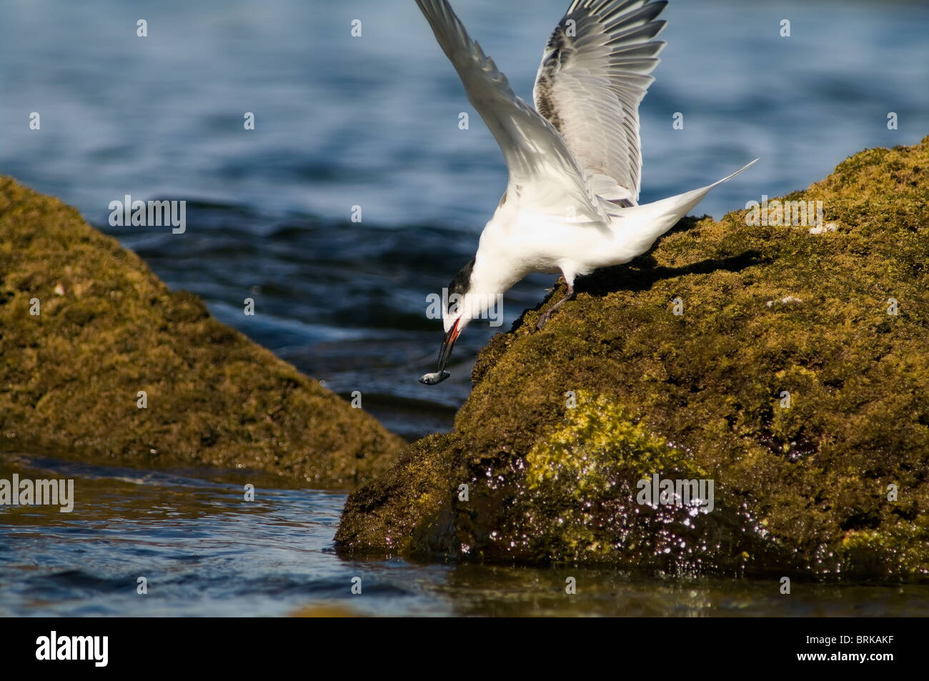 Peixe do mar hi-res stock photography and images - Alamy