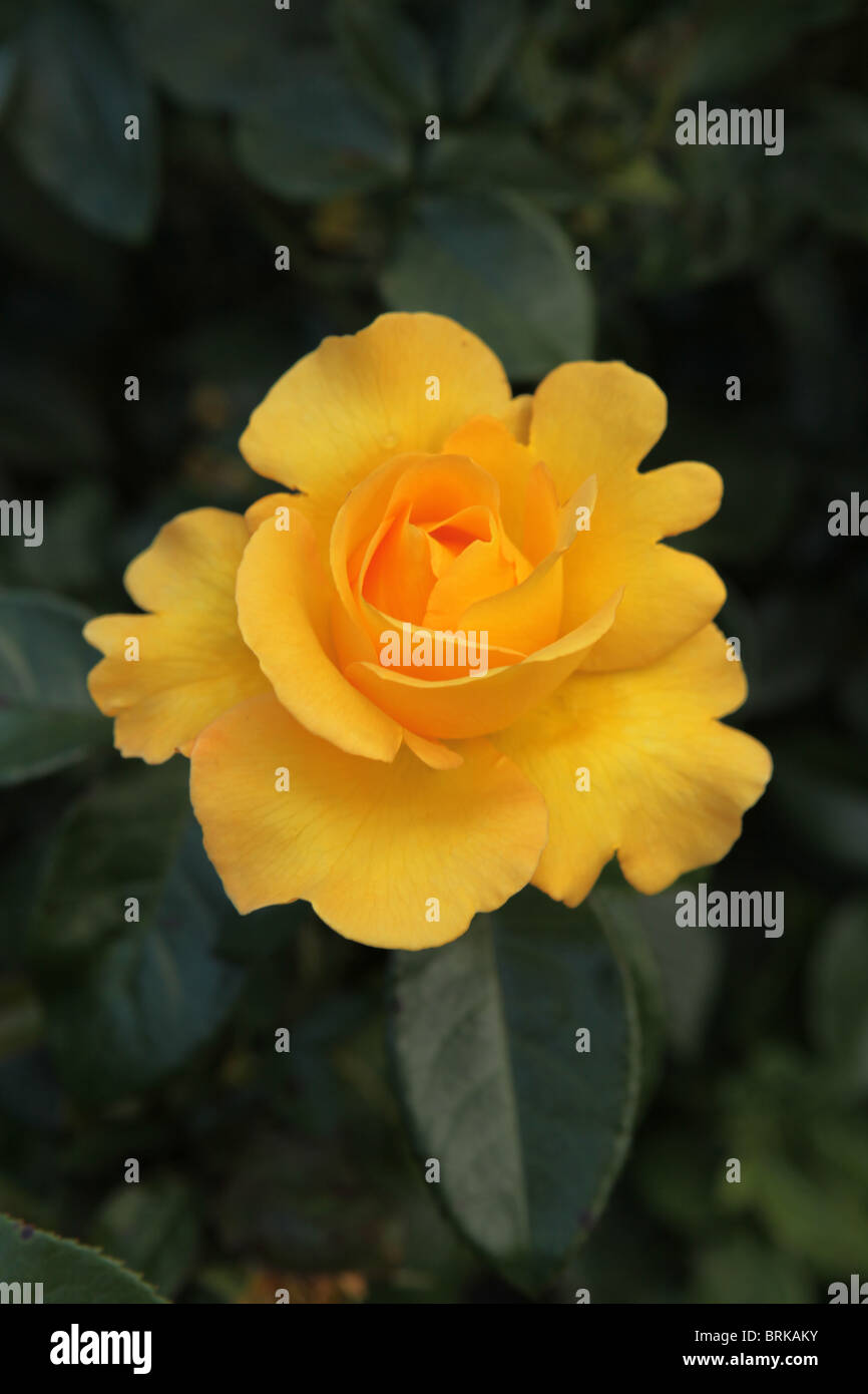 Rose keep smiling hi-res stock photography and images - Alamy