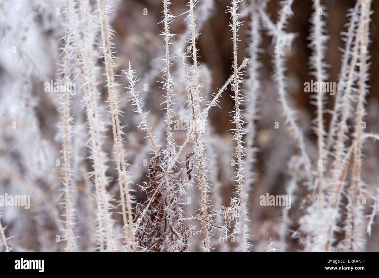 Frost vegetation hi-res stock photography and images - Alamy