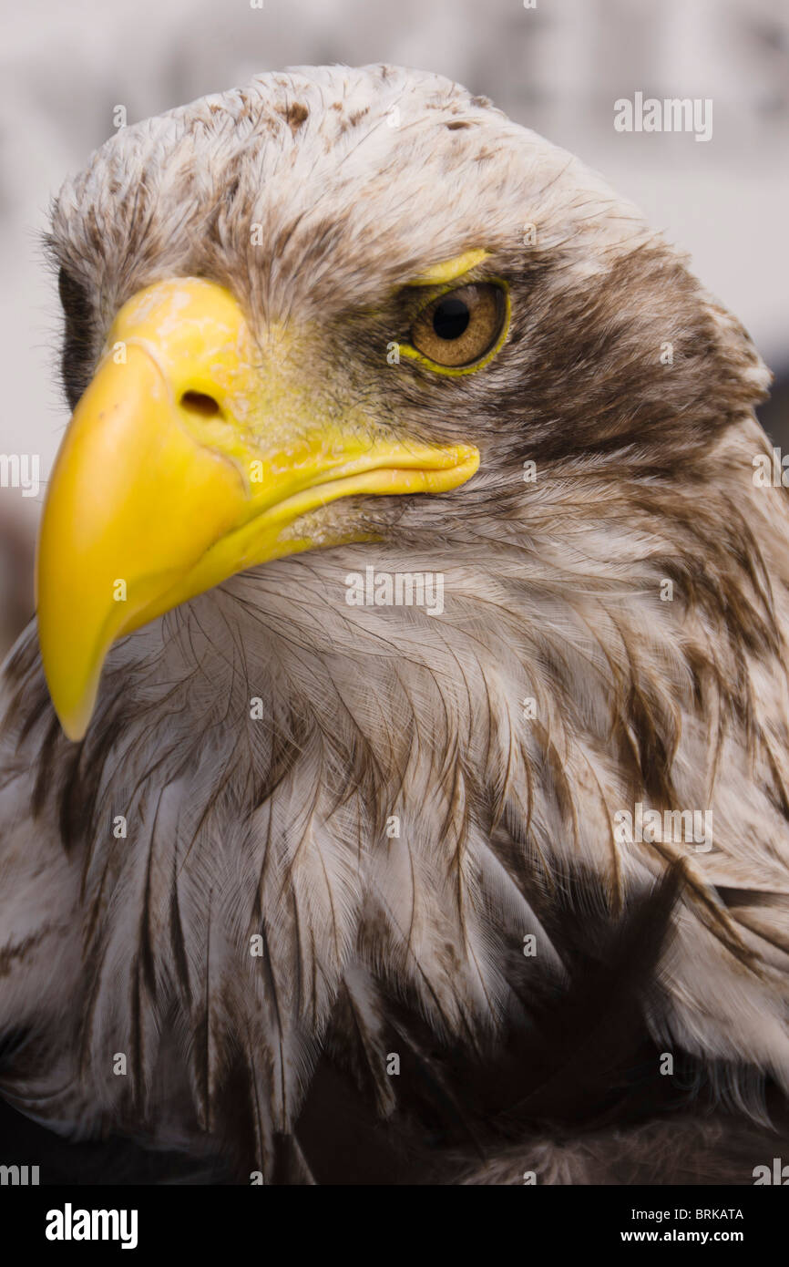 Birds of prey - American Bald Eagle, adolescent (1 year) head closeup ...