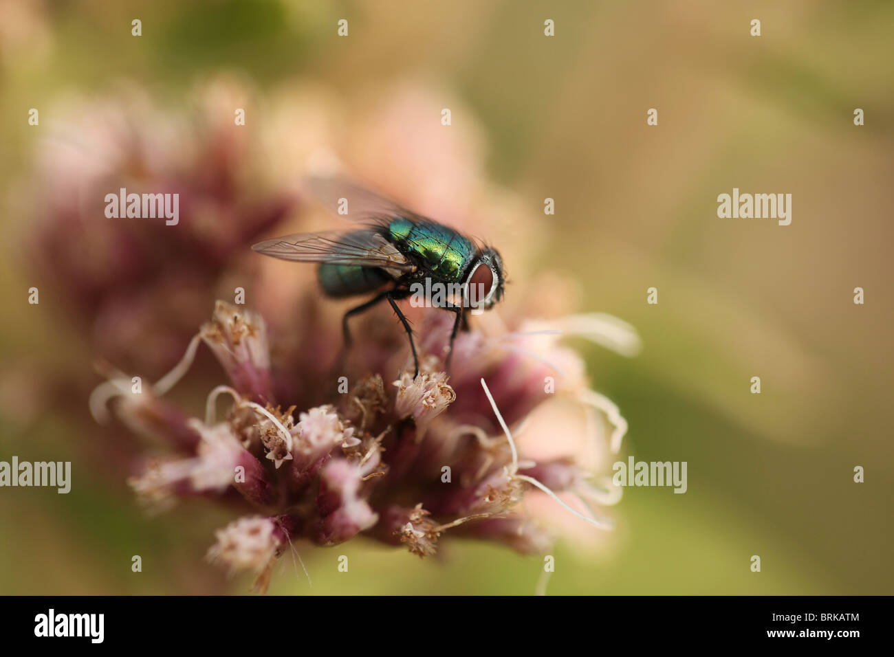Macro of a Greenbottle Fly (Lucilia caesar) on pink flowers Stock Photo ...