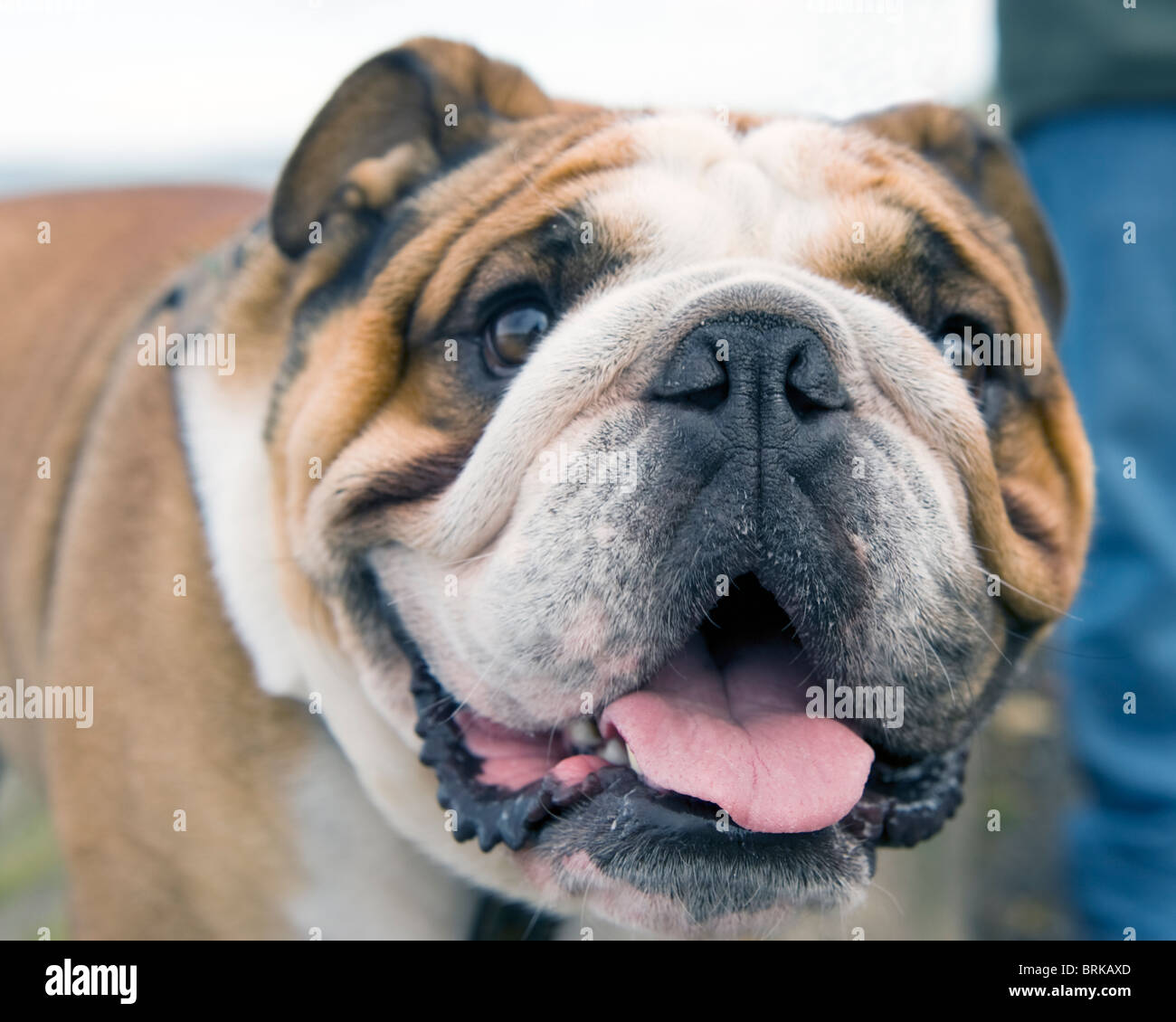 Brittish Bull Dog Stock Photo - Alamy