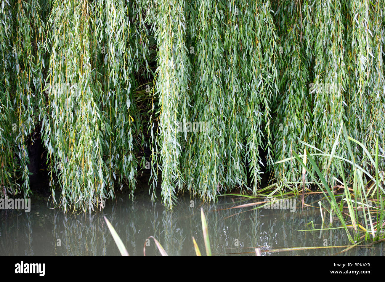 Willows tree hi-res stock photography and images - Alamy