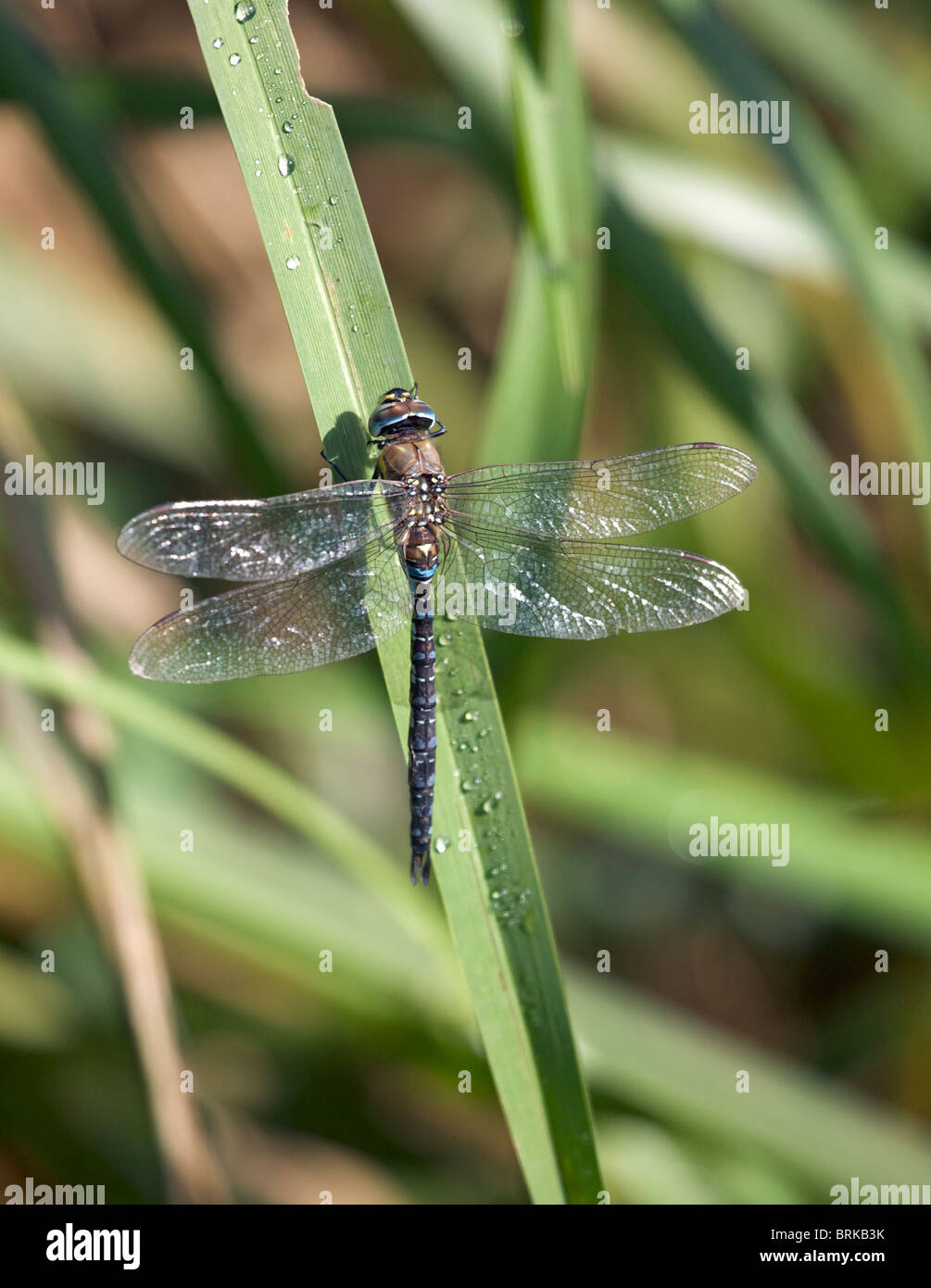 Dragonfly Rest High Resolution Stock Photography and Images - Alamy