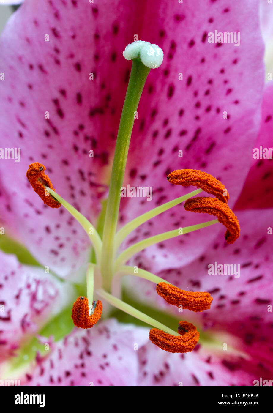 Close up photo of flower stamens Stock Photo - Alamy