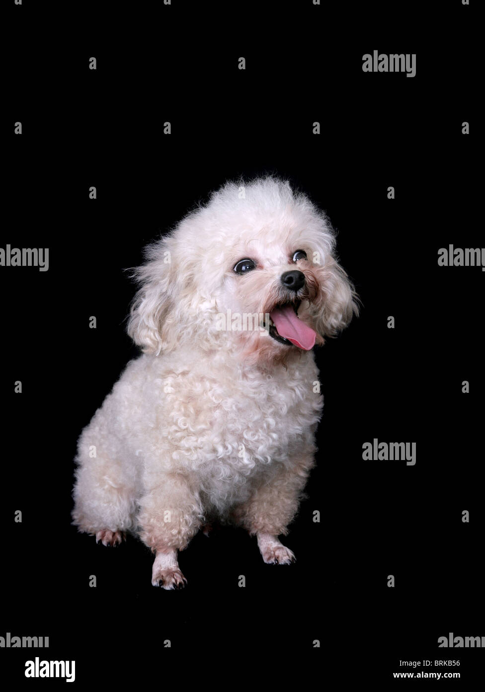 one cute white dog alone isolated on a black background Stock Photo - Alamy