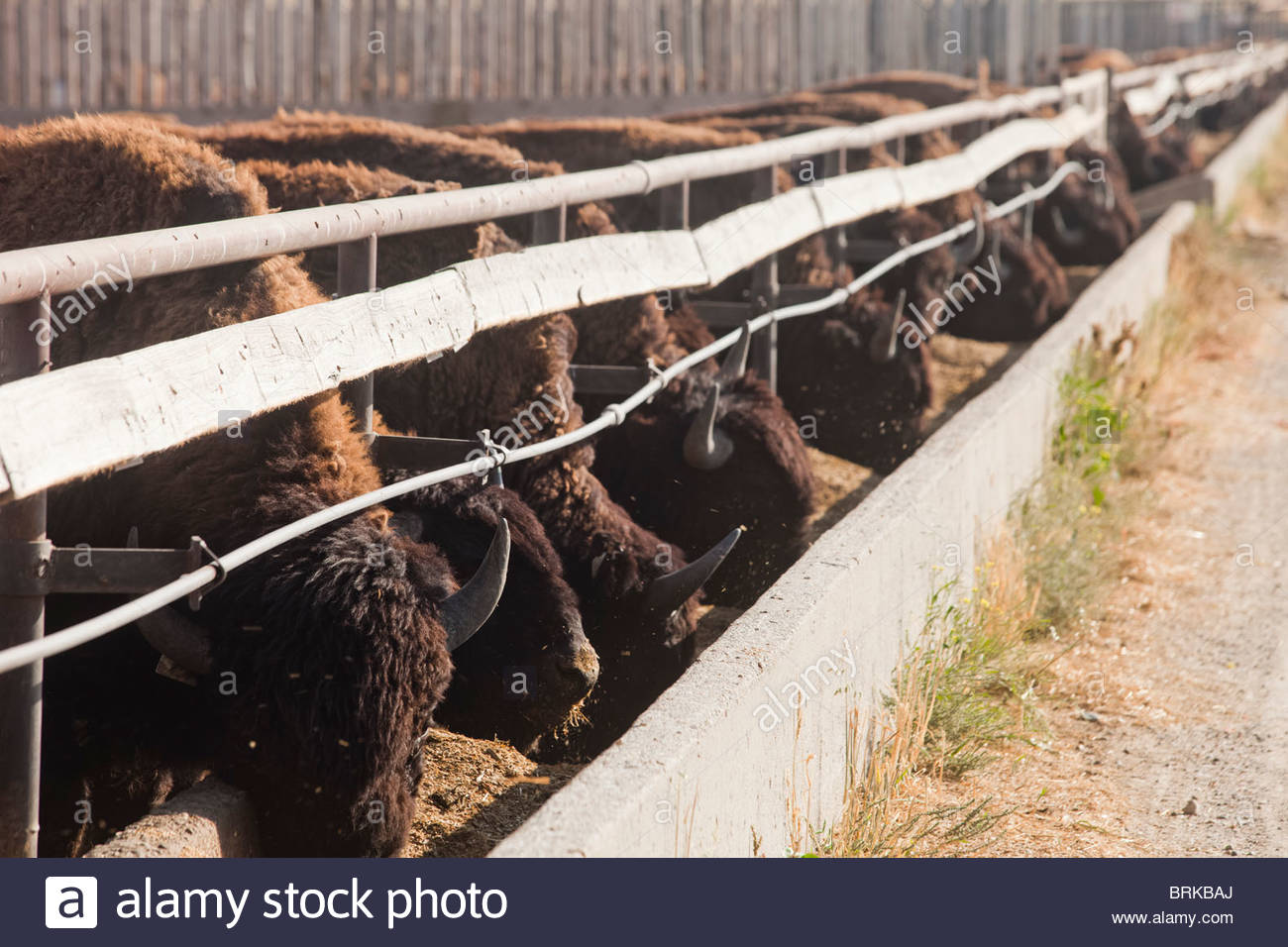 Feed Trough Stock Photos & Feed Trough Stock Images - Alamy