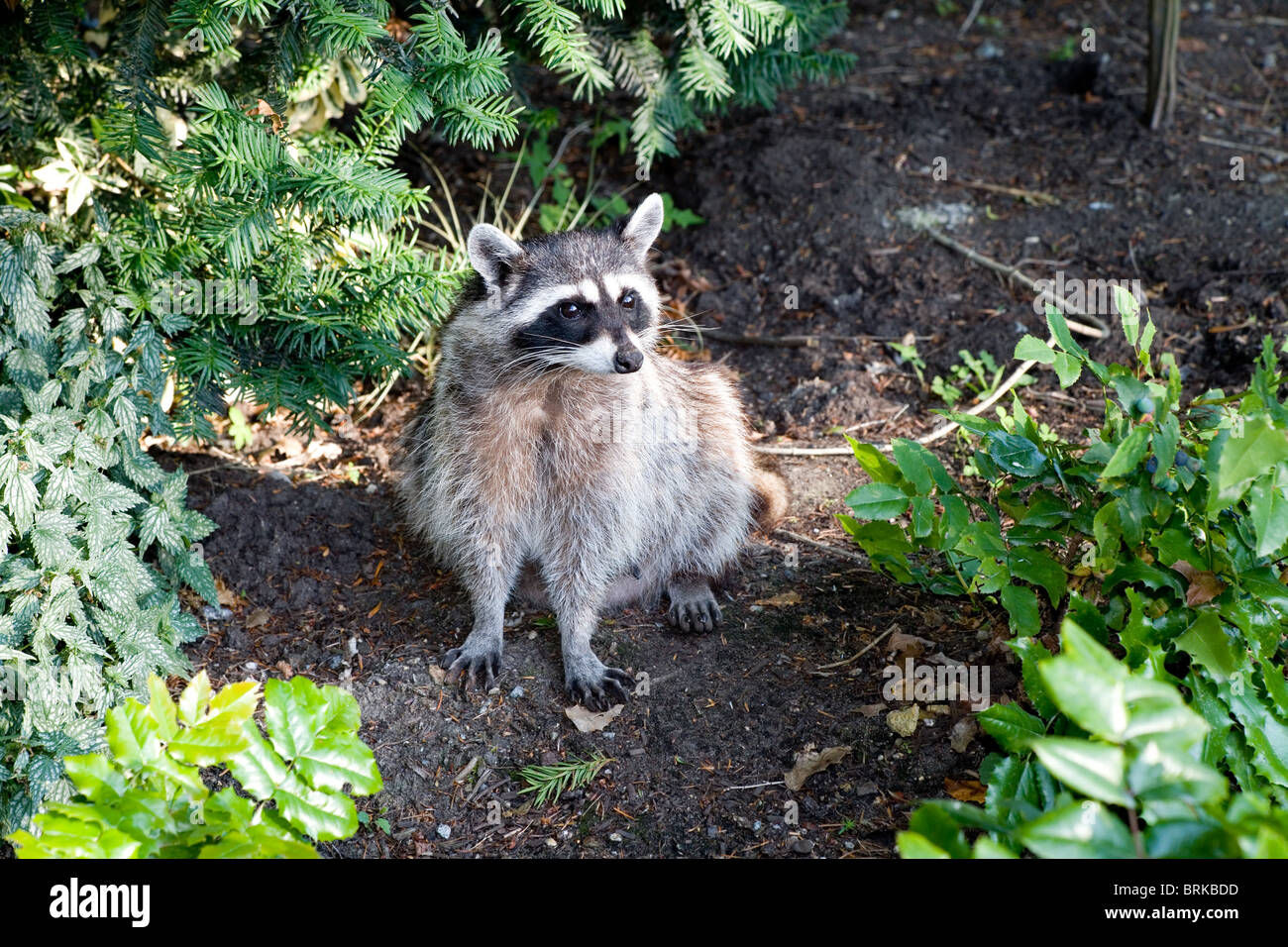 Raccoon and forest close up shot Stock Photo - Alamy