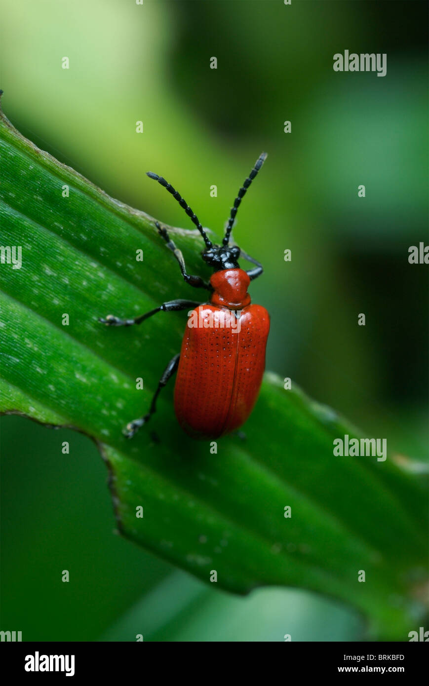 Liliocerris lilii, lily leaf beetle Stock Photo - Alamy