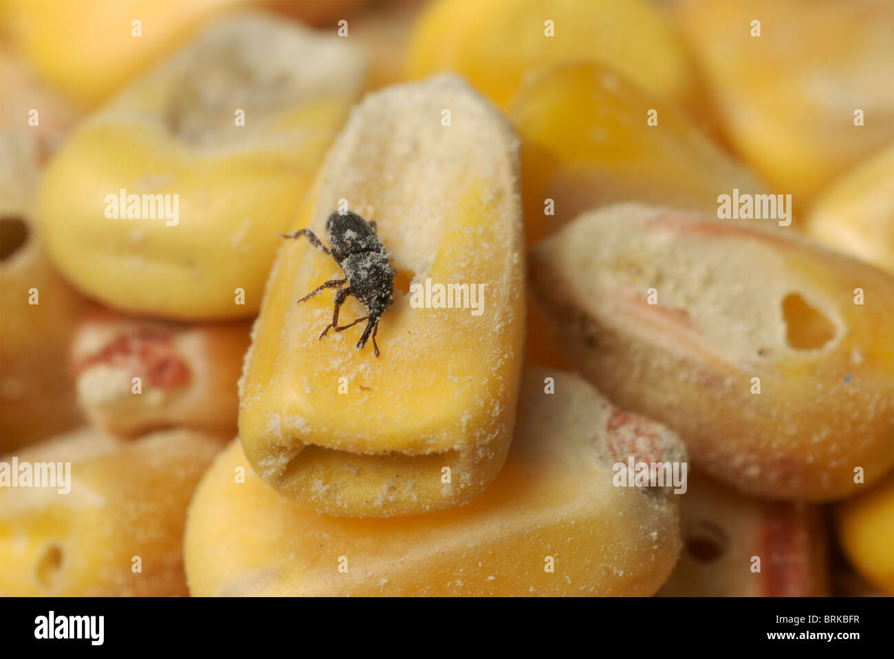 Weevil corn hi-res stock photography and images - Alamy