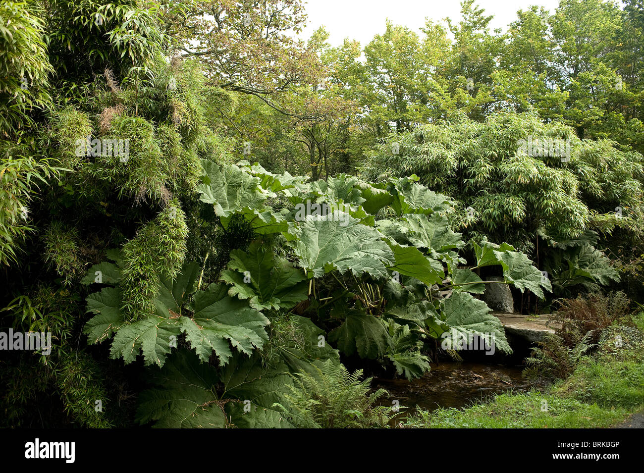 Gunnera manicata foliage hi-res stock photography and images - Alamy