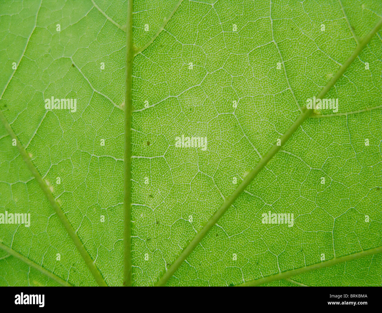 close up detail image of green leaf Stock Photo - Alamy