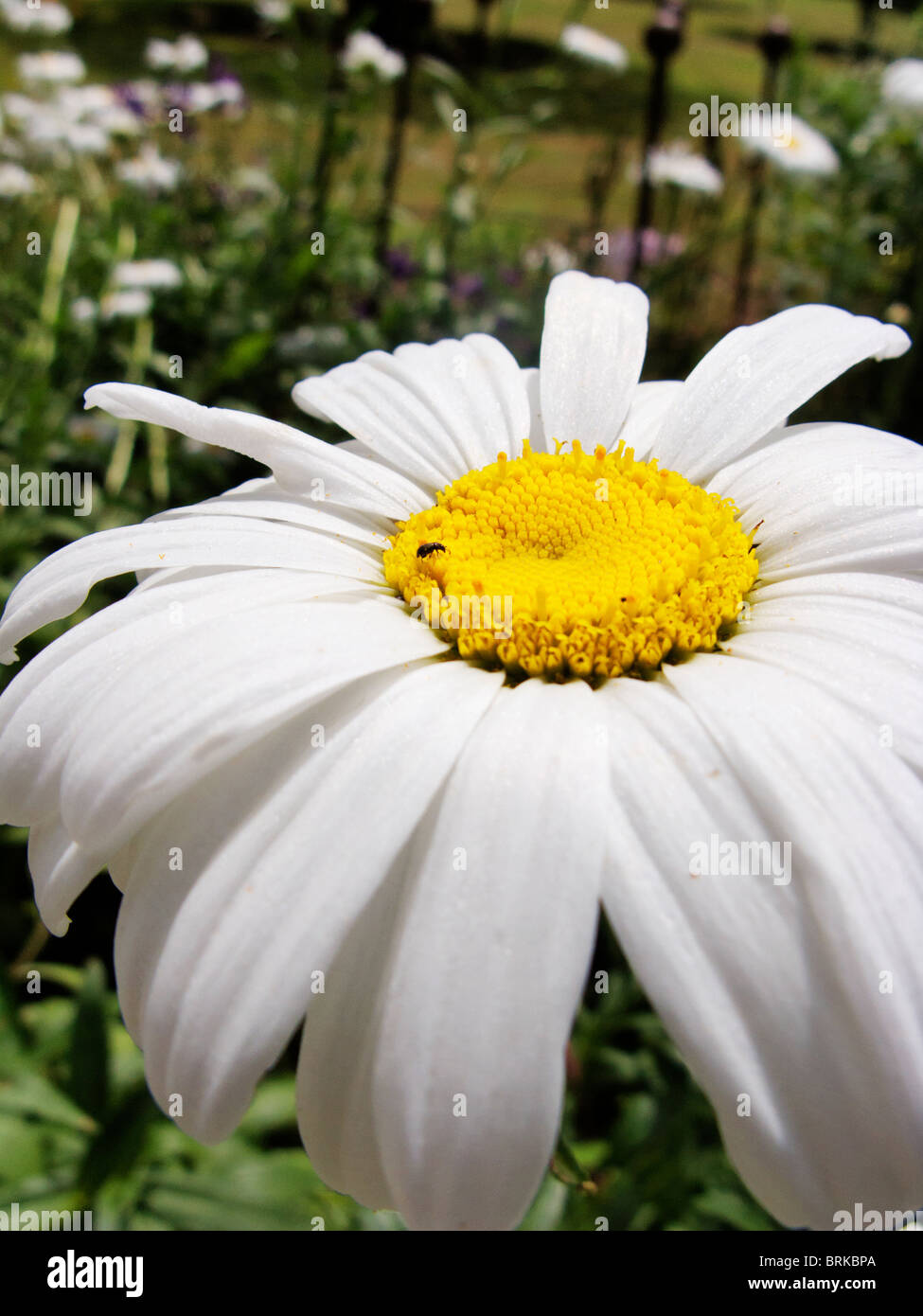 close up detail of flower in a garden Stock Photo - Alamy