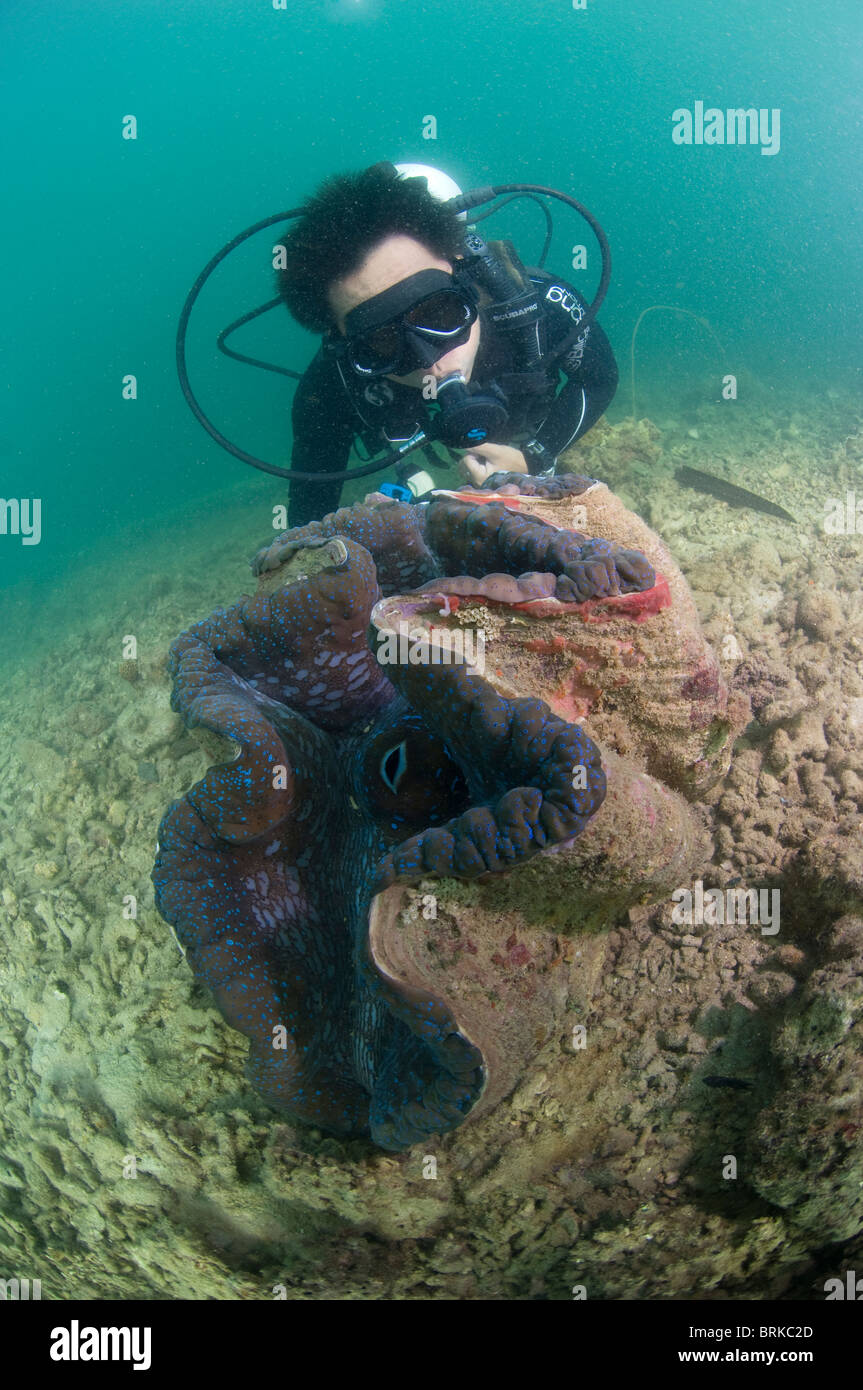 Clam diver hi-res stock photography and images - Alamy