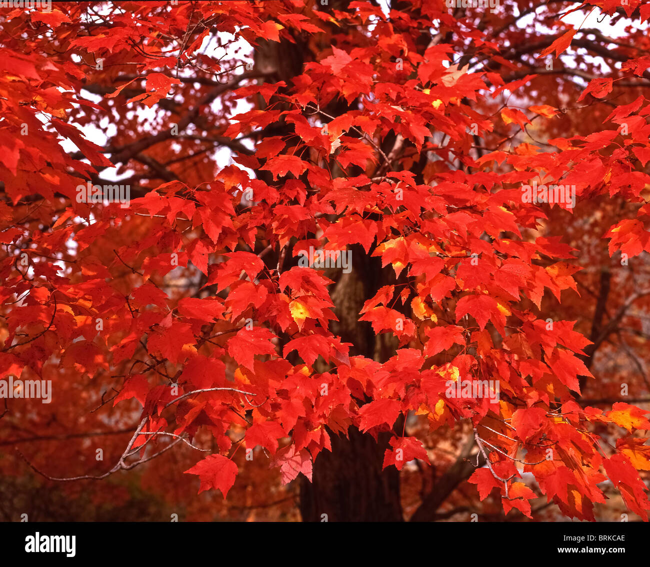 Fall foliage in the forest in late autumn, red maple Stock Photo - Alamy