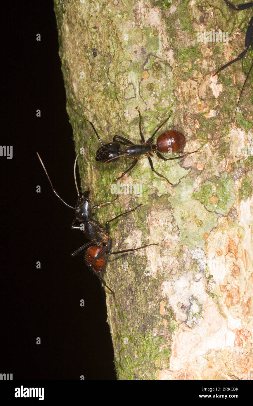 Ants on tree trunk in rain forest, Borneo Stock Photo - Alamy