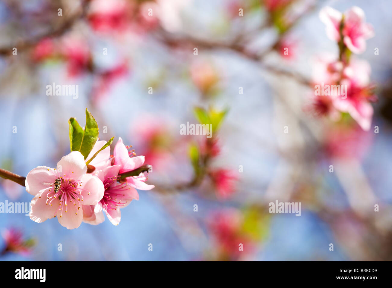 stunning pink purple and white nectarine Blossom with bright blue sky ...