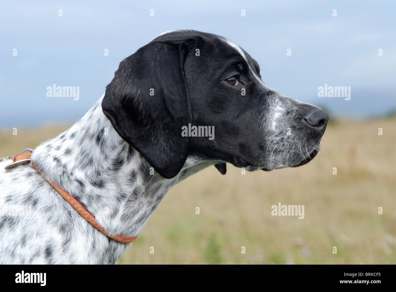 Head shot of young black and white English Pointer bitch in the field ...
