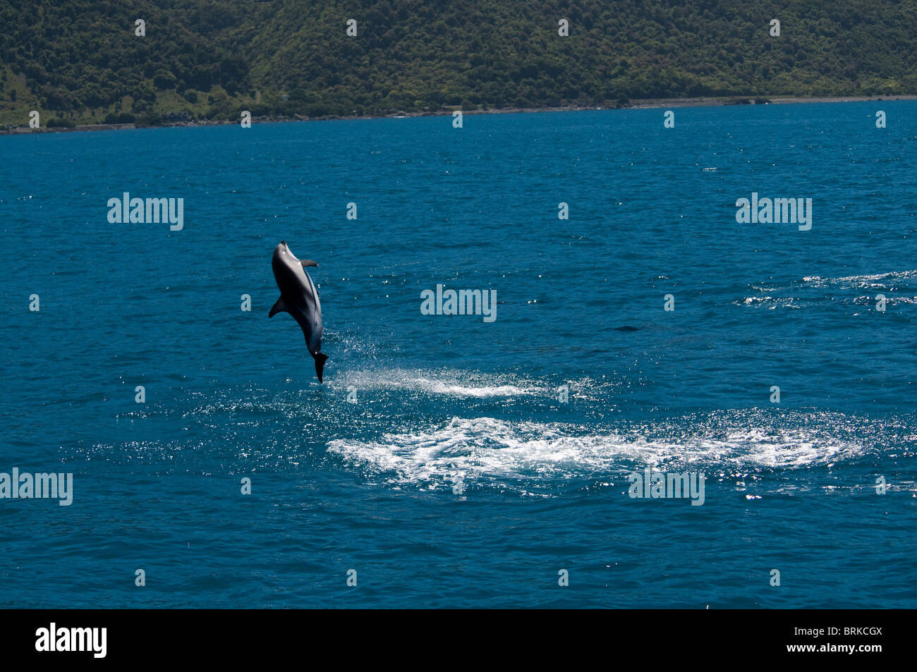 Dusky Dolphin Lagenorhynchus obscurus jumping in the Pacific Ocean near ...