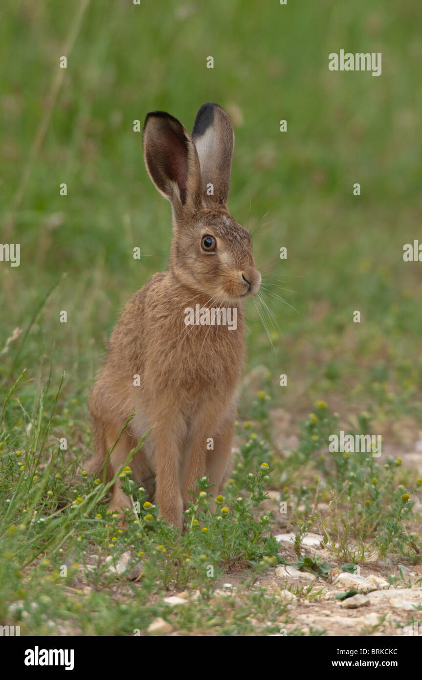Brown Hare (Lepus europaeus) sat at the side of farmland track Stock ...