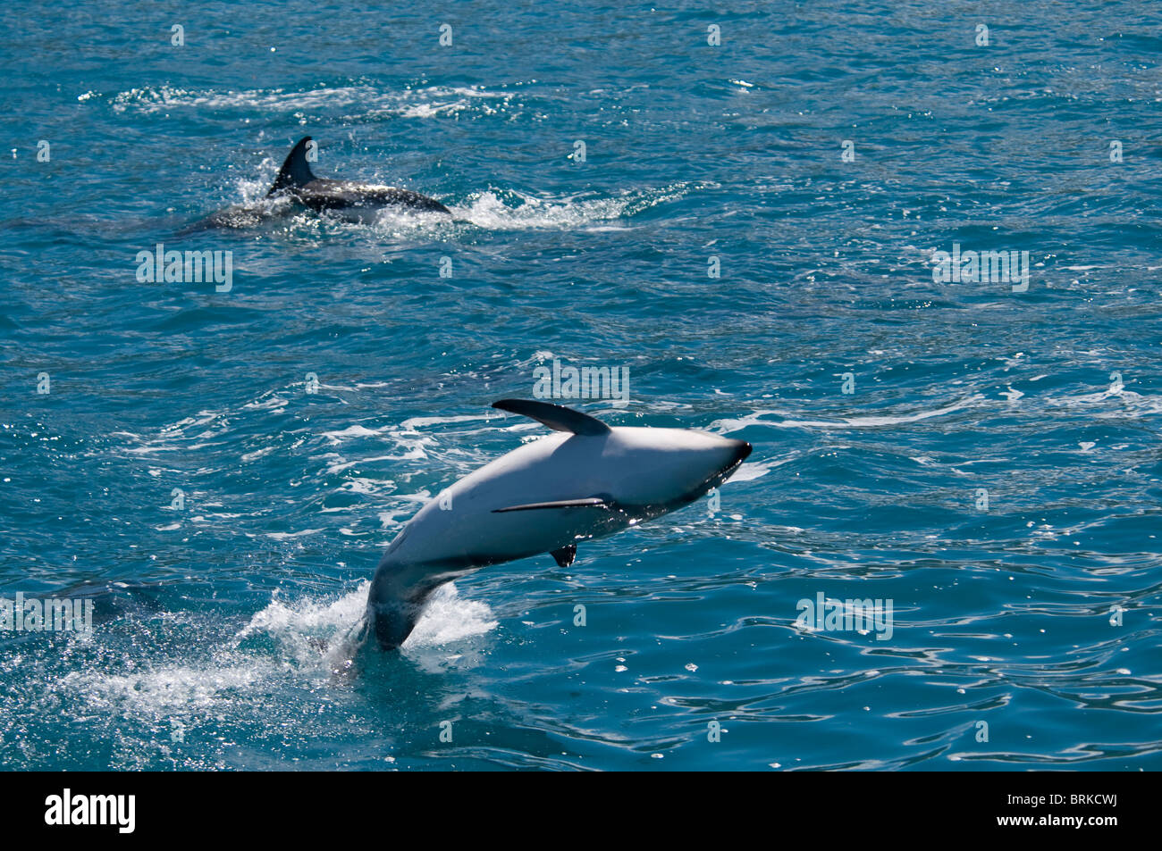 Dusky Dolphin Lagenorhynchus obscurus jumping in the Pacific Ocean near ...