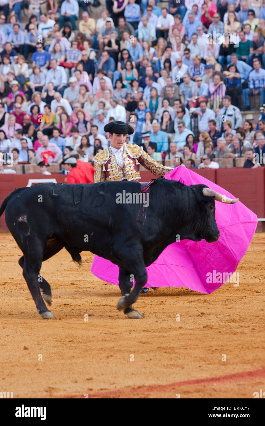 Bull fighting hi-res stock photography and images - Alamy