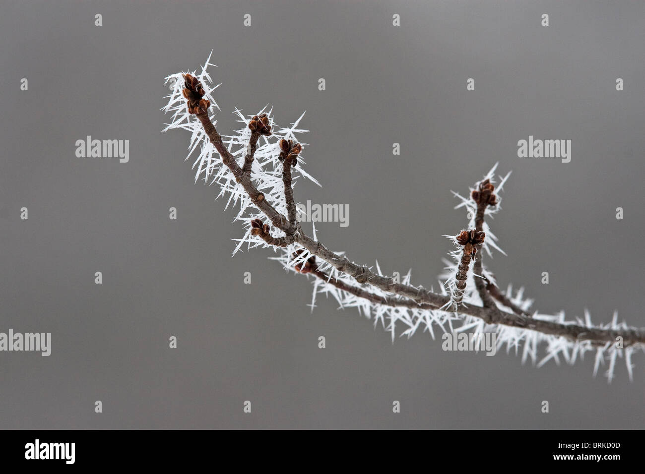 Frost design hi-res stock photography and images - Alamy