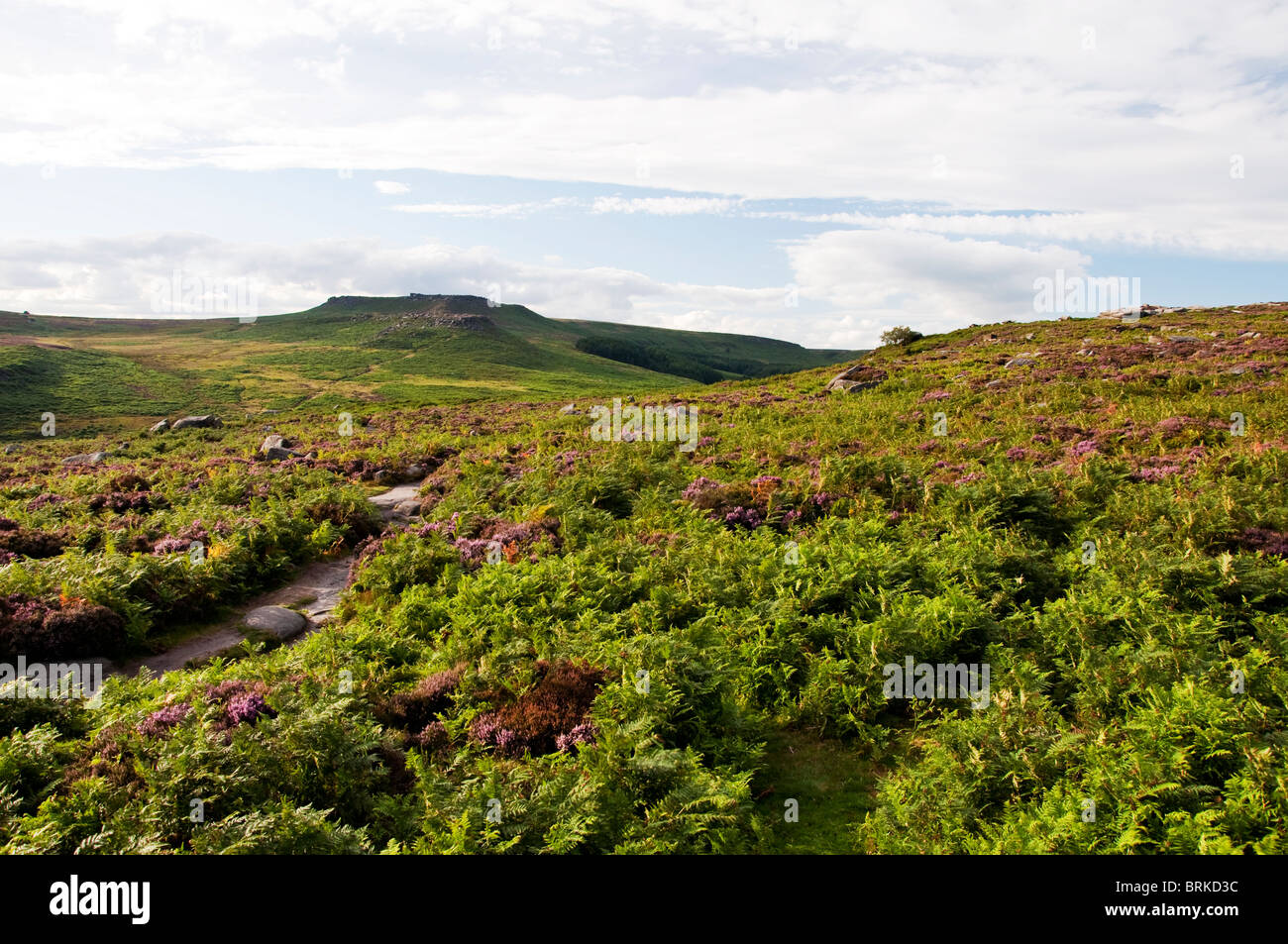 Looking towards Higger Tor from Burbage Moor covered in heather and ...
