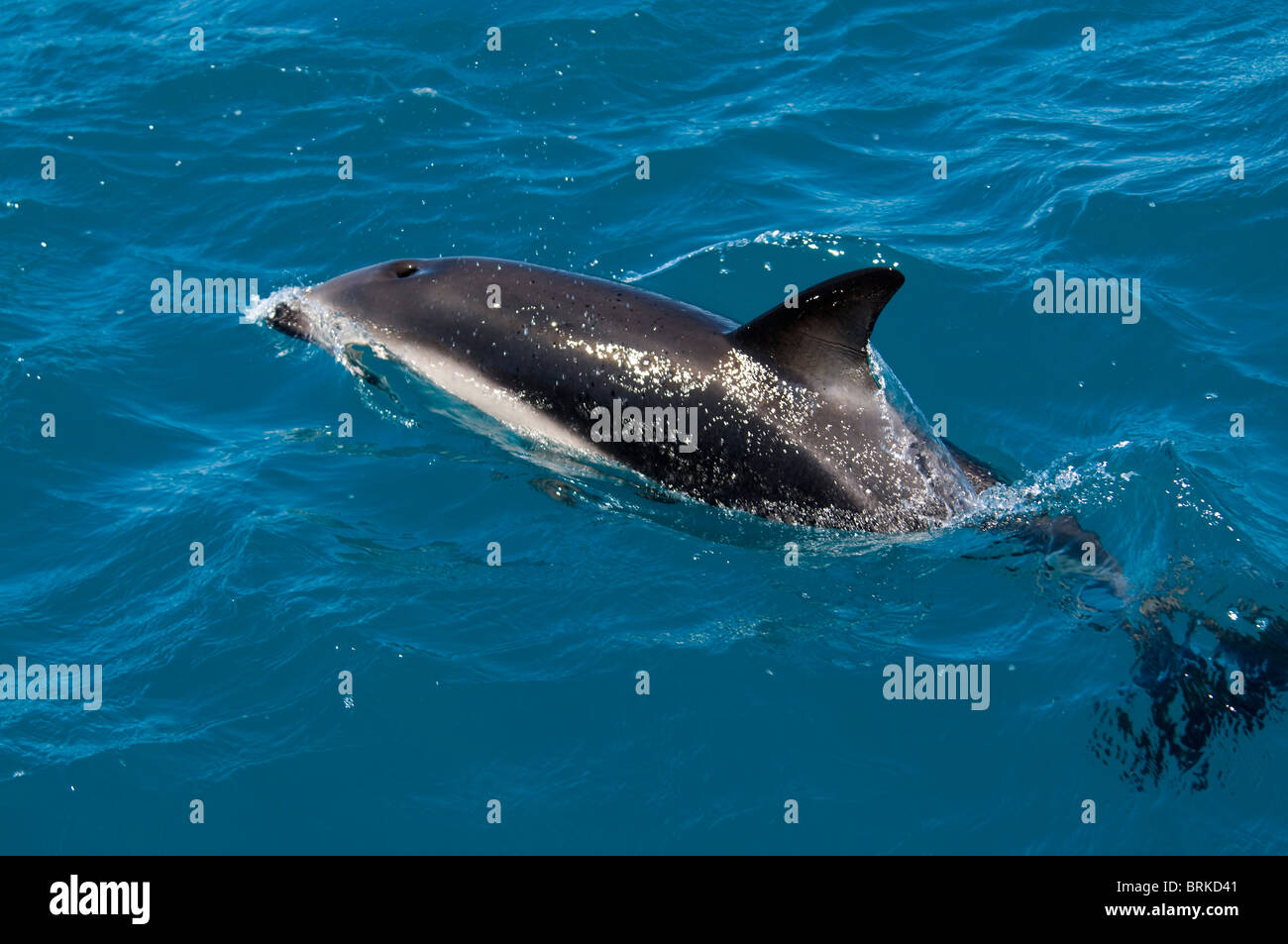 Dusky Dolphin Lagenorhynchus obscurus jumping in the Pacific Ocean near ...