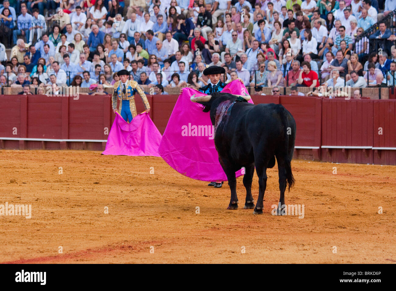 Bull Fighting Blood High Resolution Stock Photography and Images - Alamy
