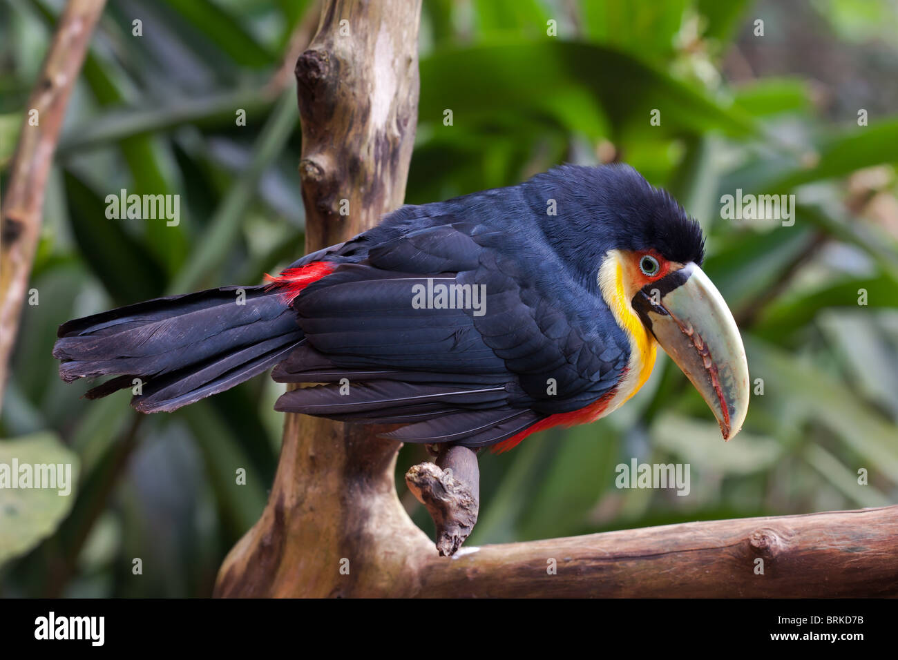 Toucan hi-res stock photography and images - Alamy