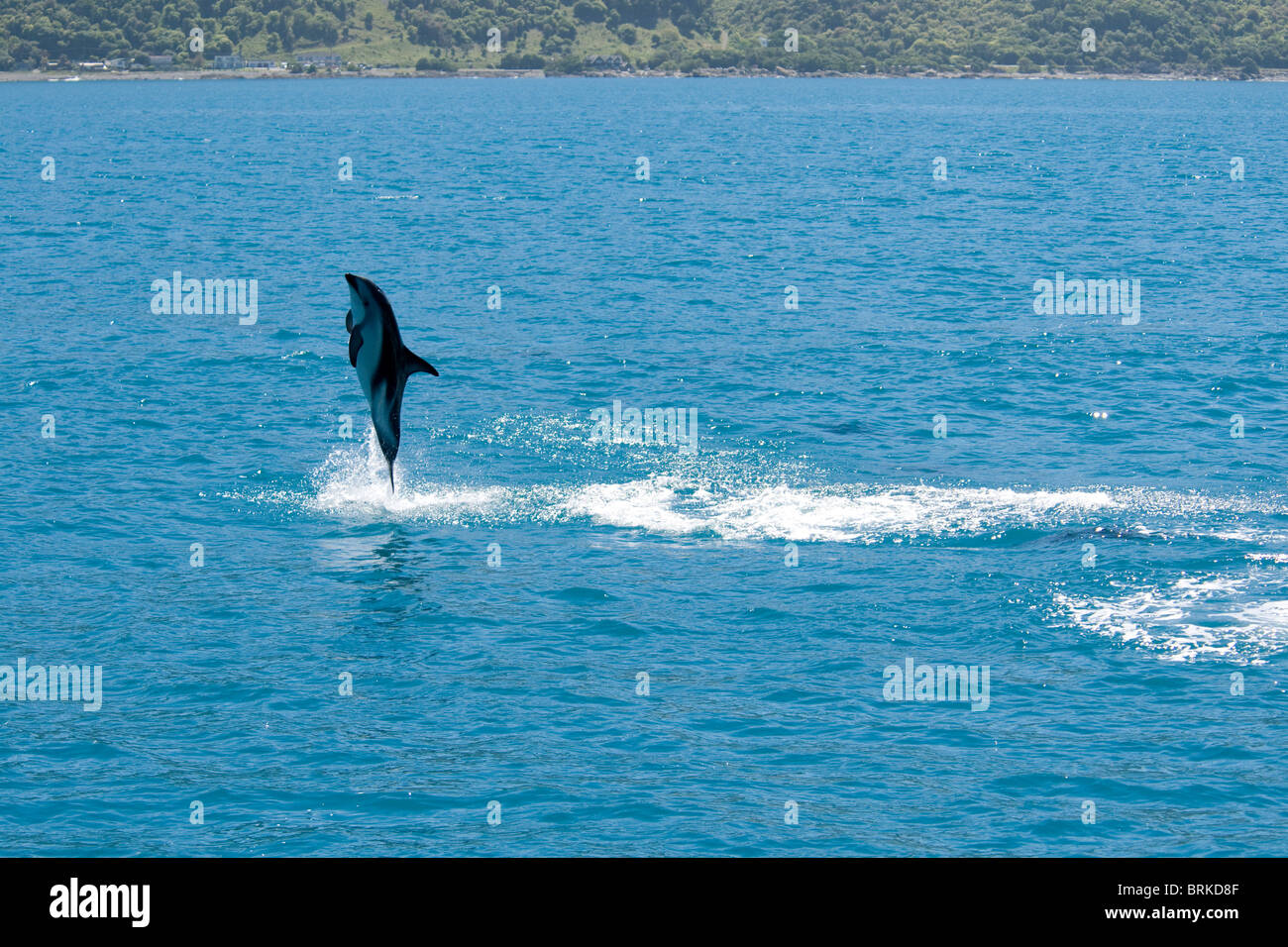 Dusky Dolphin Lagenorhynchus obscurus jumping in the Pacific Ocean near ...