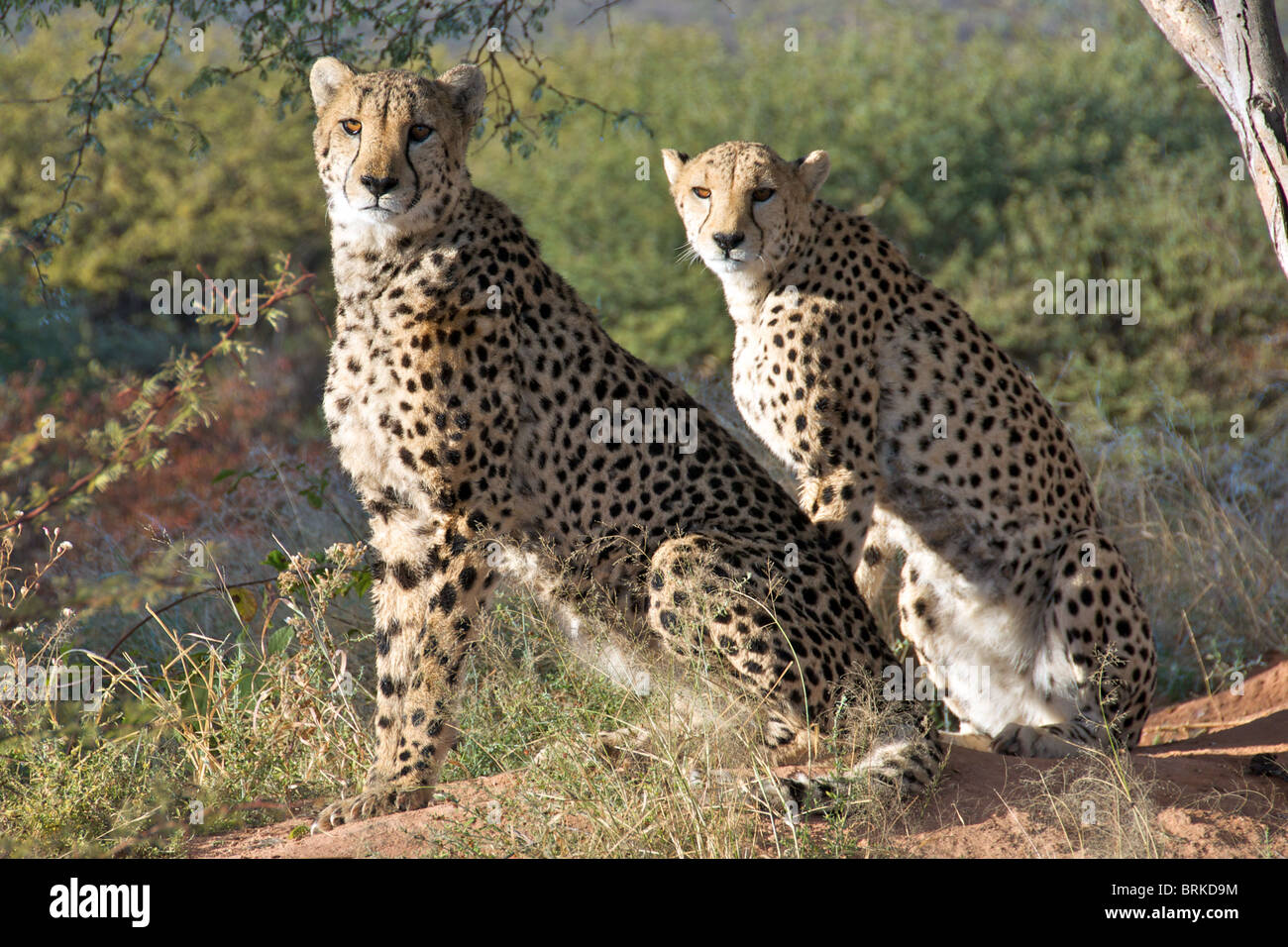 African cheetah (Acinonyx jubatus Stock Photo - Alamy