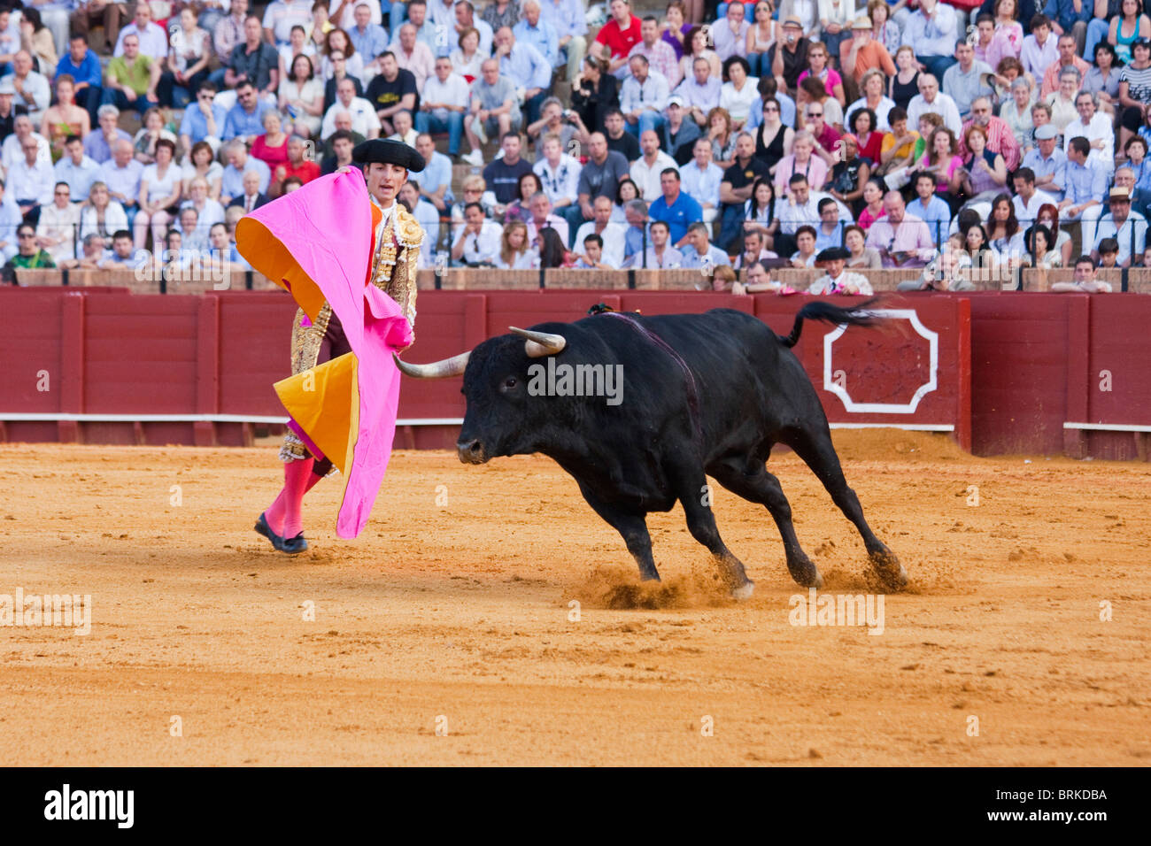 matador and bull in bull fighting scene in sevilla, spain Stock Photo ...